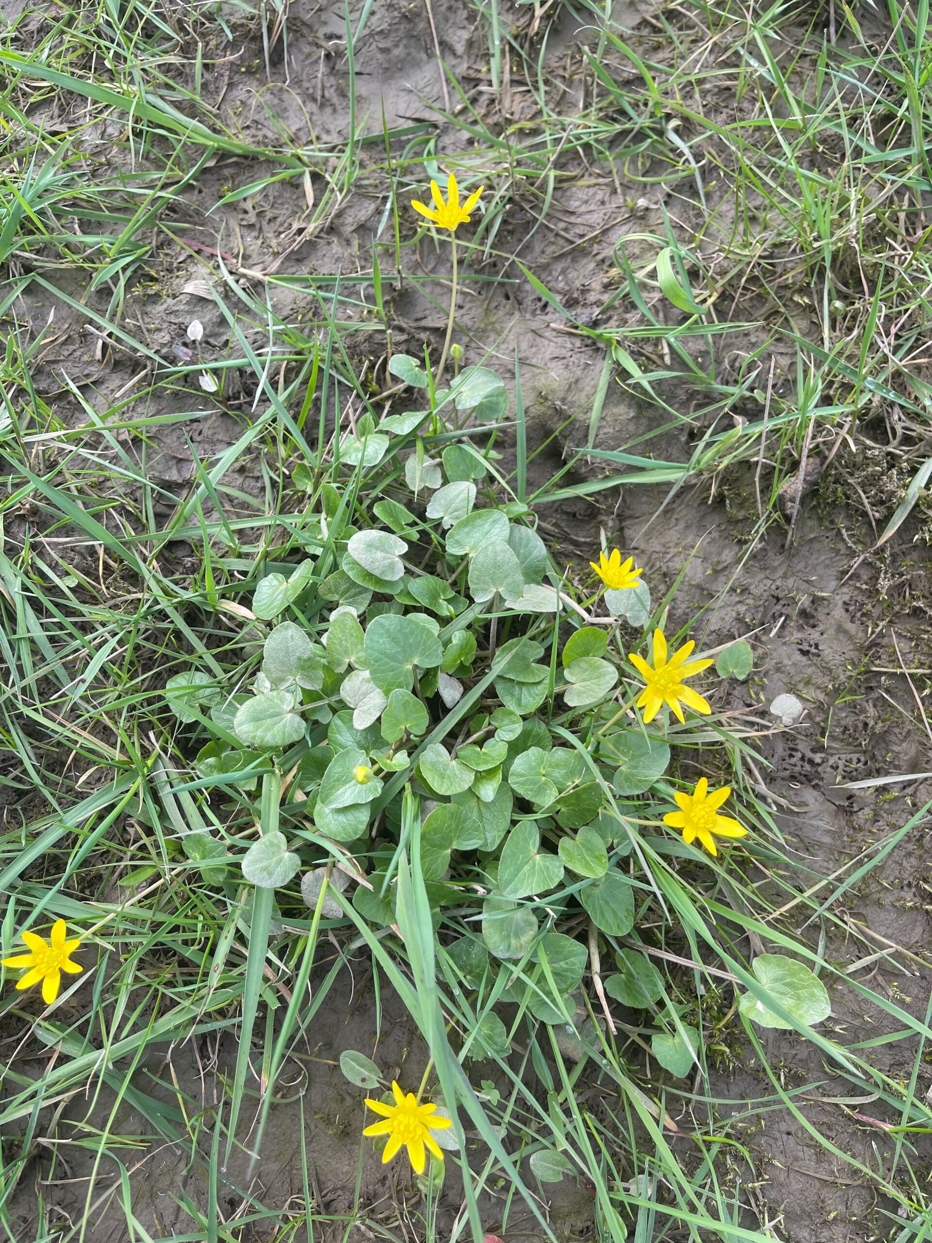 De Welle - Natuur en Milieu Overijssel