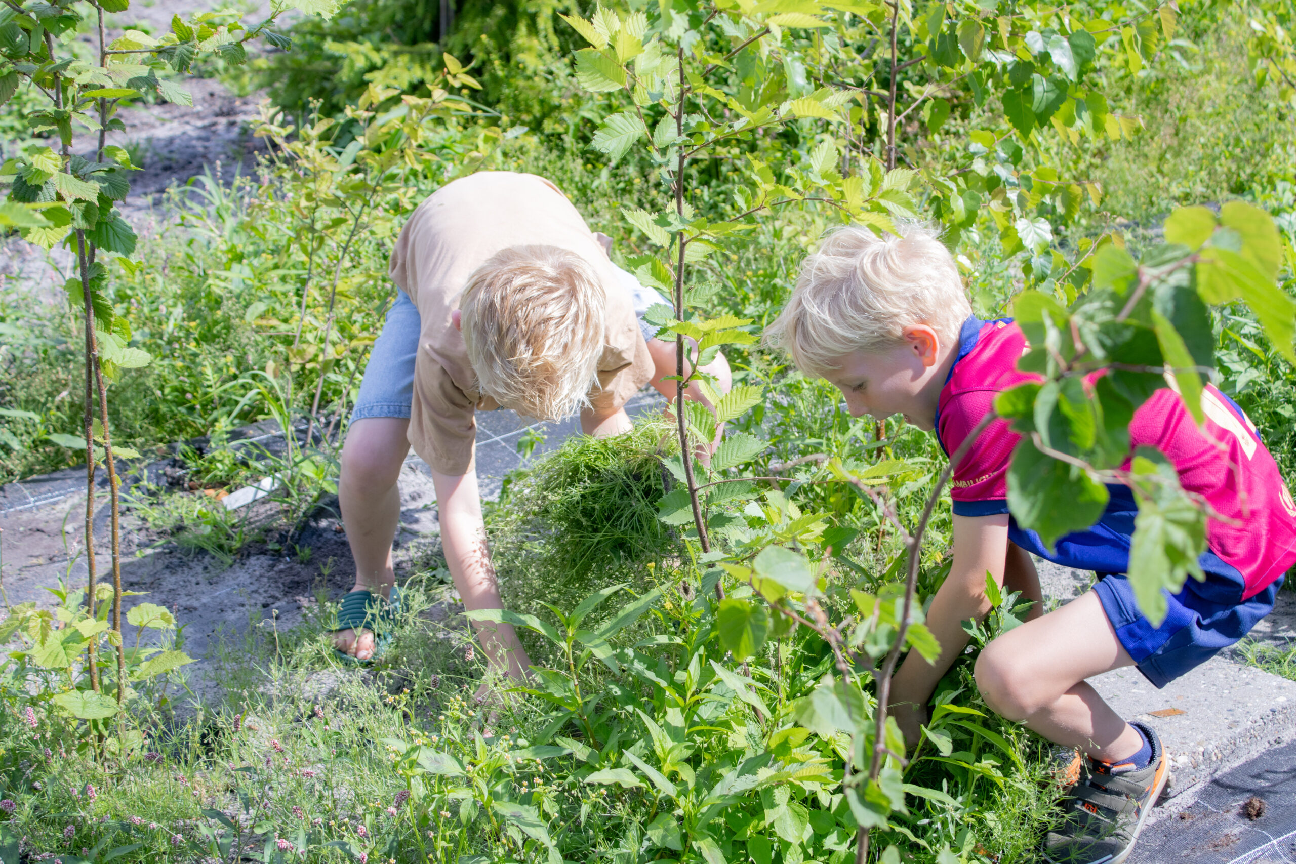Van Zaadje tot Boom - Natuur en Milieu Overijssel
